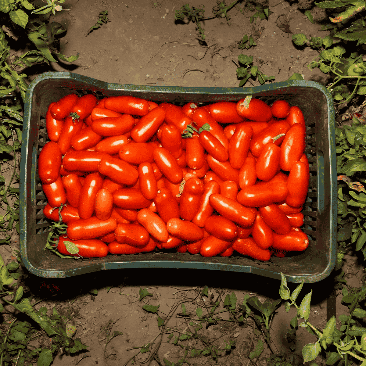 Casa Marrazzo San Marzano DOP Peeled Tomatoes (2.5kg/5.5lbs ...