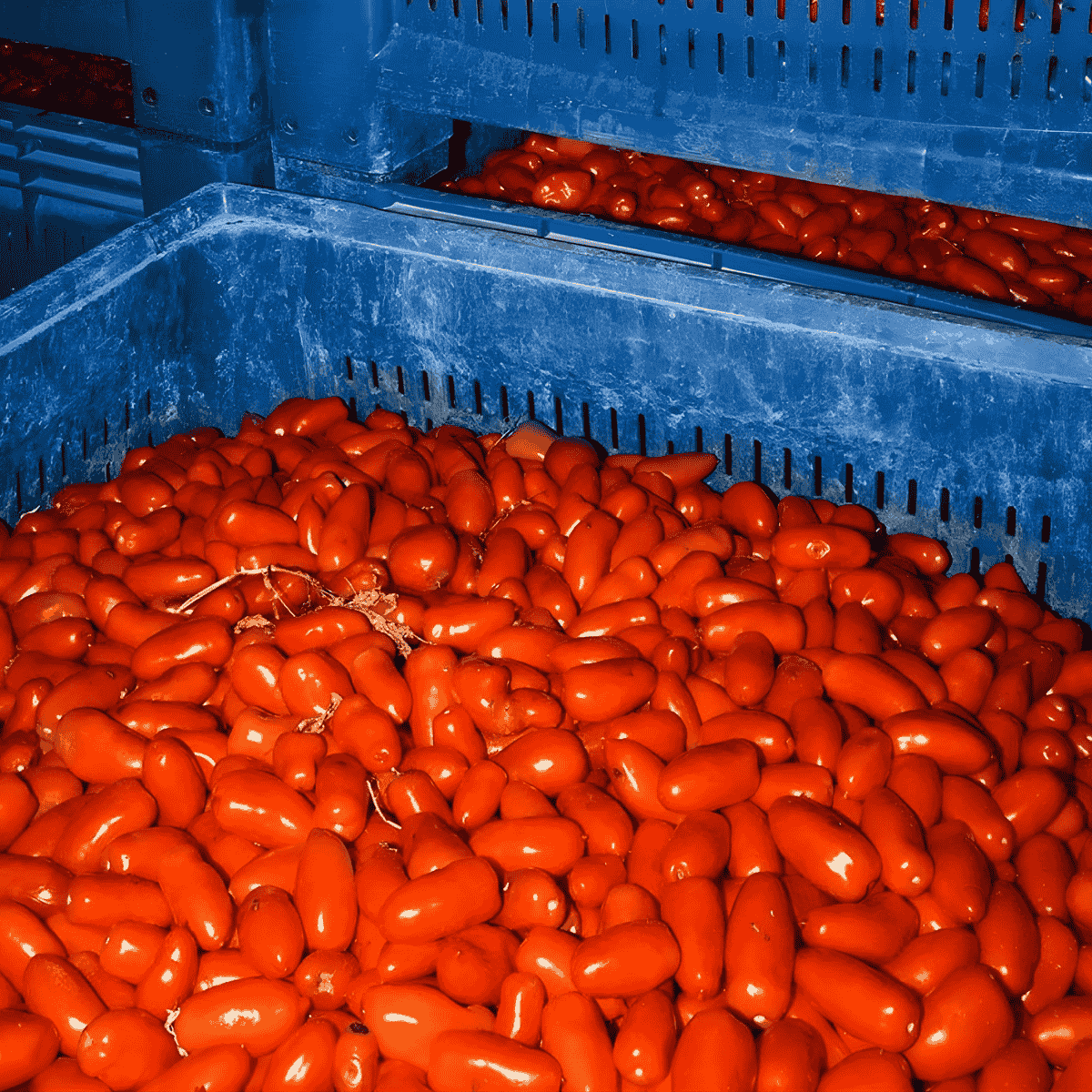 Casa Marrazzo San Marzano DOP Peeled Tomatoes (2.5kg/5.5lbs ...